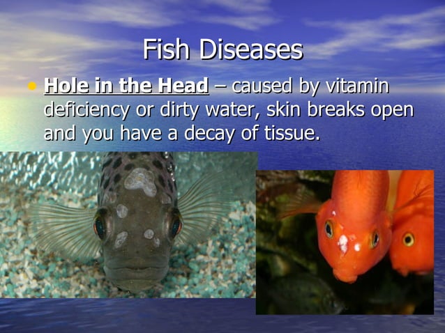 Fish feeding technique | PPT