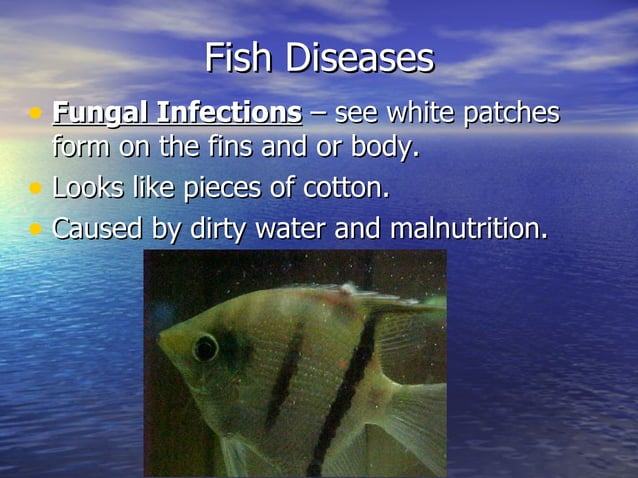 Fish feeding technique | PPT