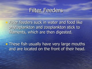 Fish feeding technique | PPT