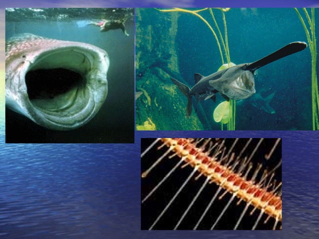 Fish feeding technique | PPT