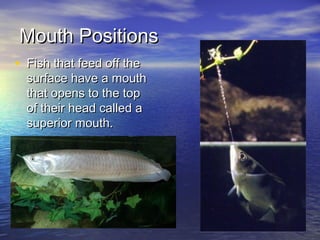 Fish Feeding Technique Notes | PPT