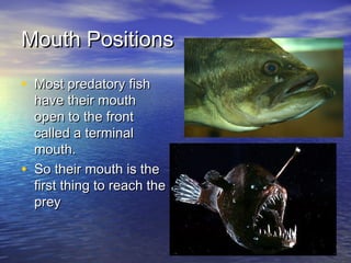 Fish Feeding Technique Notes | PPT