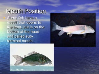 Fish Feeding Technique Notes | PPT