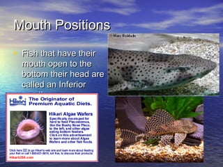 Fish Feeding Technique Notes | PPT