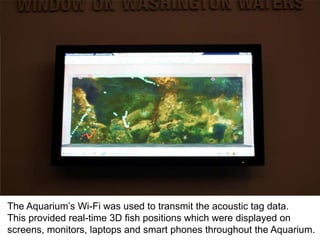 Monitoring the Three-Dimensional Movement of Multi-Species Fish ...