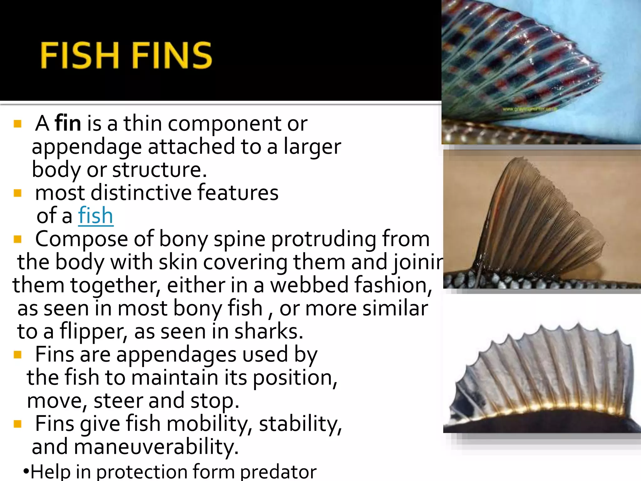 Fish fins | PPTX