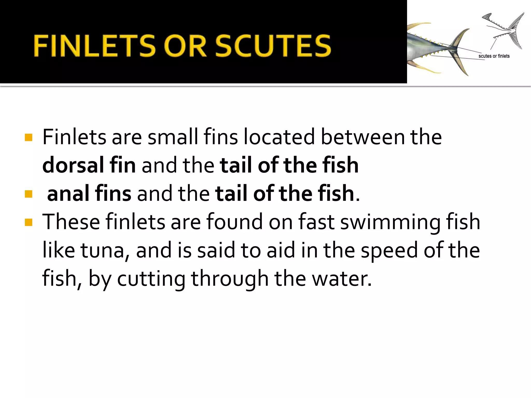 Fish fins | PPTX