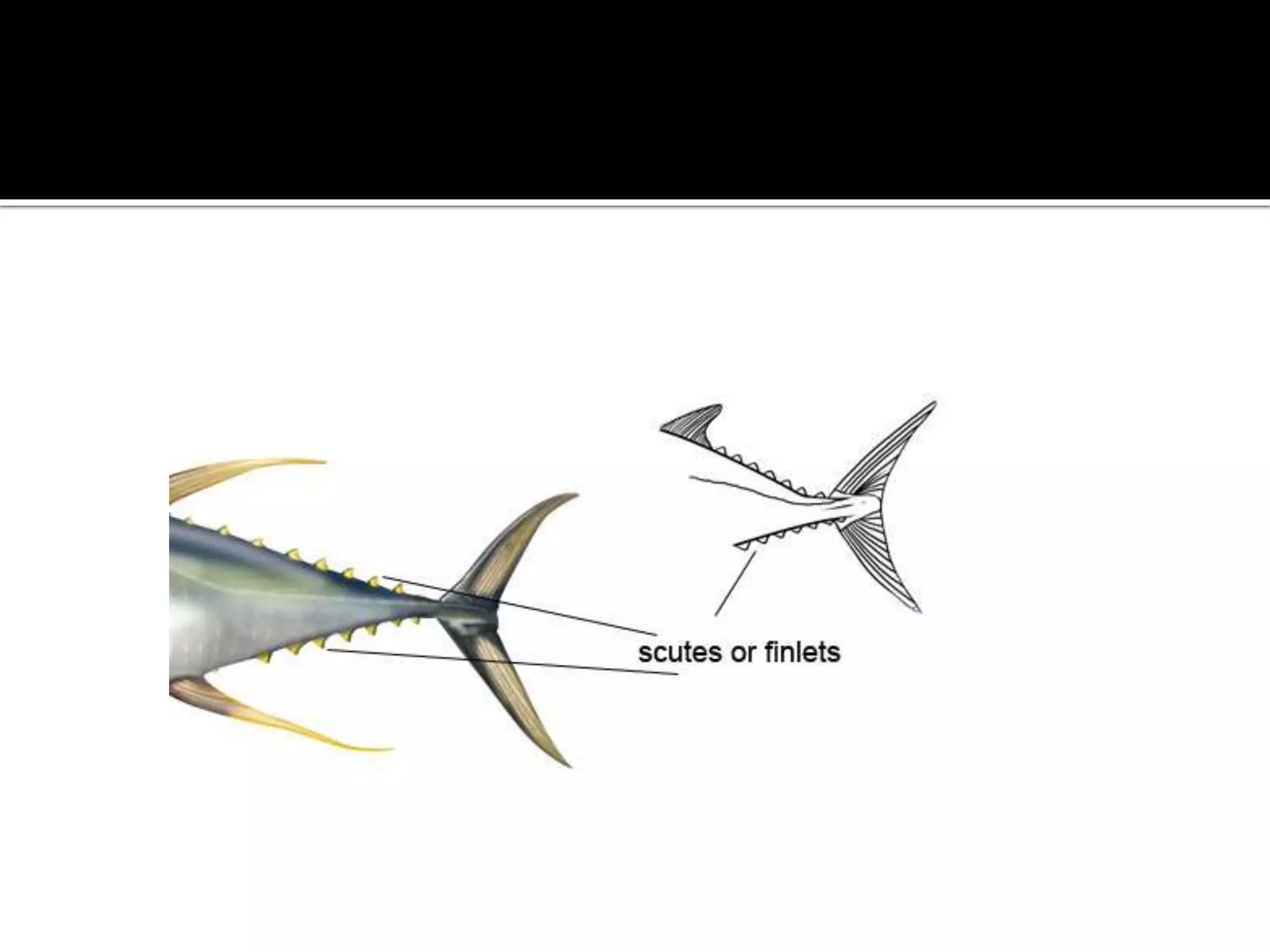 Fish fins | PPTX