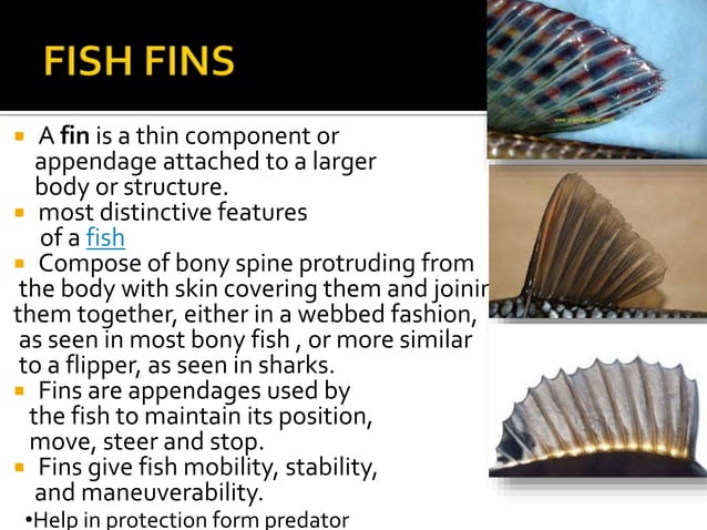 Fish fins | PPTX