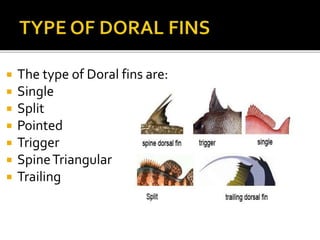 Fish fins | PPTX