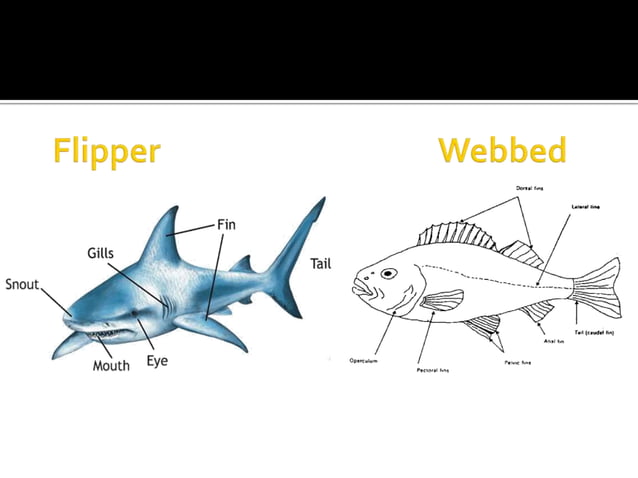 Fish fins | PPTX