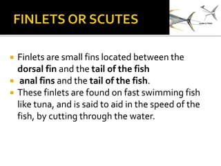 Fish fins | PPTX