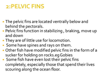fishfins- sneha manjul ( msc sem 3 ) paper - 3 ( Fish Biology and ...