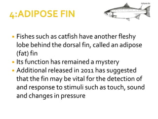 fishfins- sneha manjul ( msc sem 3 ) paper - 3 ( Fish Biology and ...