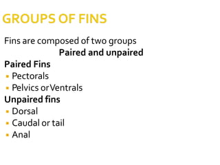 fishfins- sneha manjul ( msc sem 3 ) paper - 3 ( Fish Biology and ...