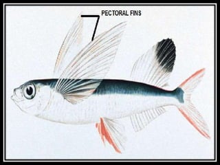 fishfins- sneha manjul ( msc sem 3 ) paper - 3 ( Fish Biology and ...