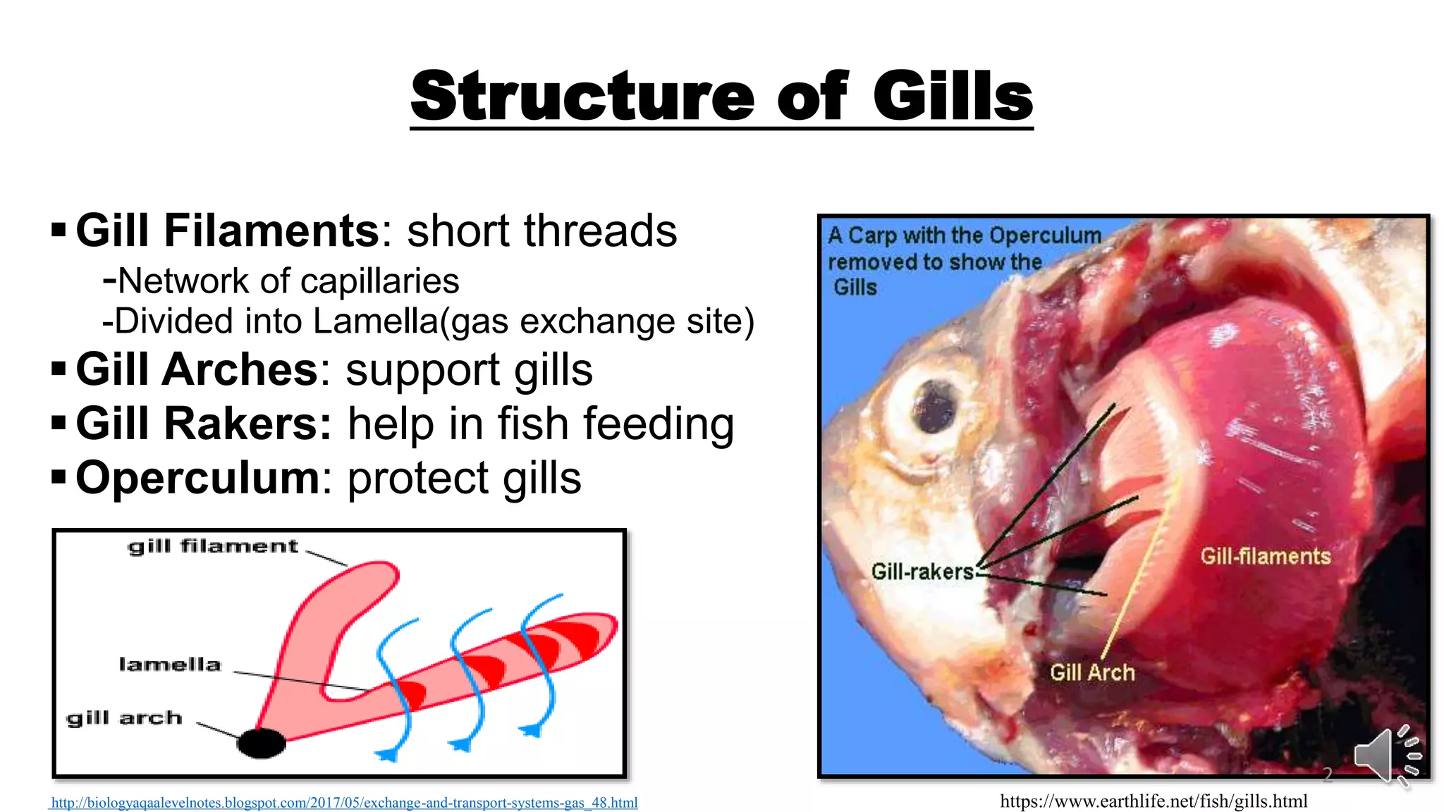 Fish gill..how fish breathe in water | PPTX