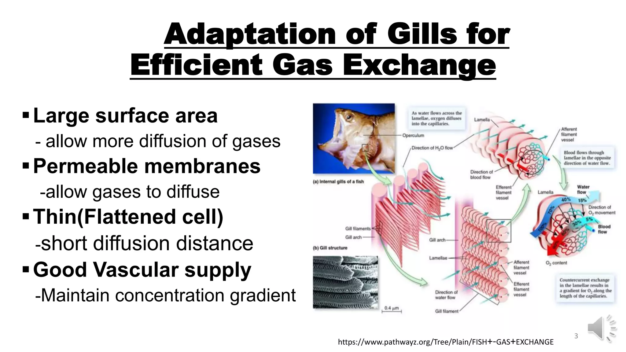 Fish gill..how fish breathe in water | PPTX