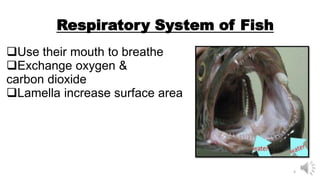 Fish gill..how fish breathe in water | PPTX