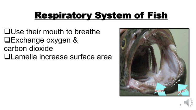 Fish gill..how fish breathe in water | PPTX