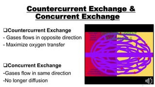Fish gill..how fish breathe in water | PPTX