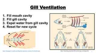 Fish gill..how fish breathe in water | PPTX