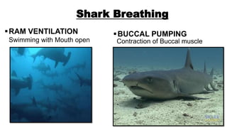 Fish gill..how fish breathe in water | PPTX