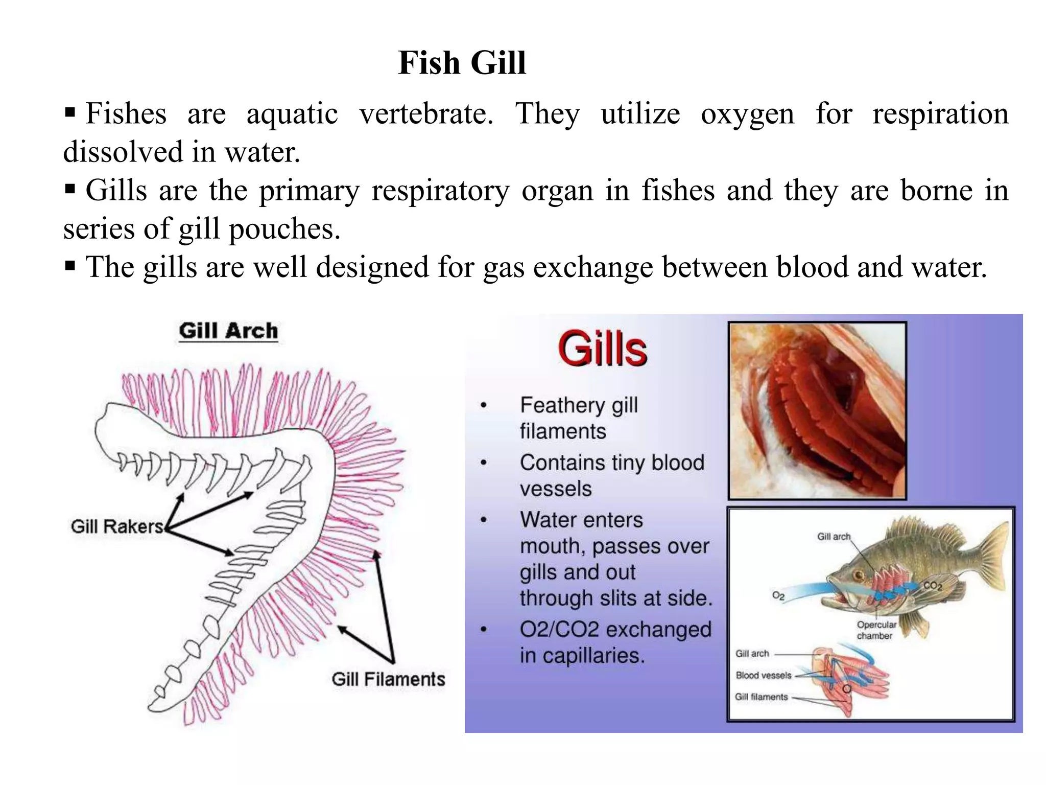 Fish_Gill.pptx