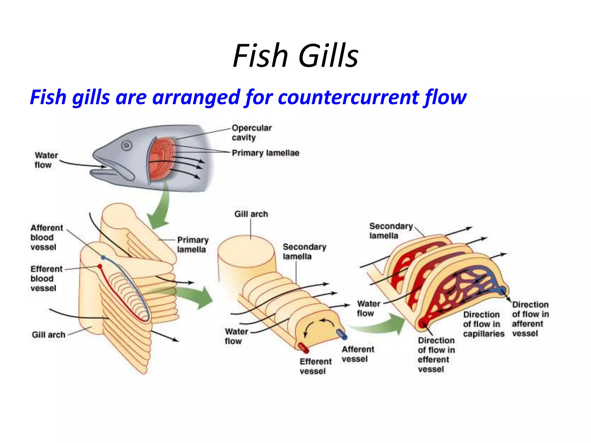 Fish_Gill.pptx