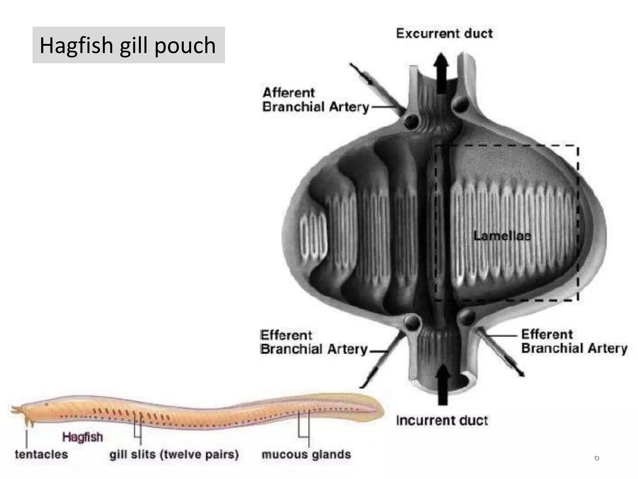 Fish_Gill.pptx