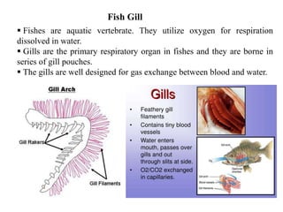 Fish_Gill.pptx