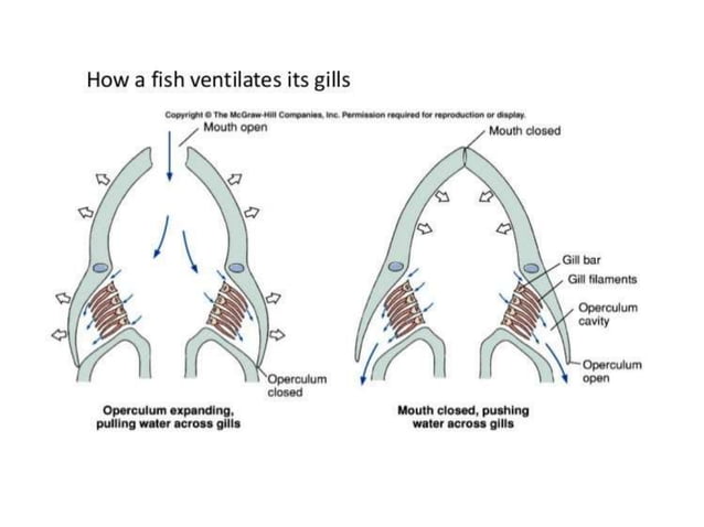 Fish_Gill.pptx | Fish and Aquariums | Pets