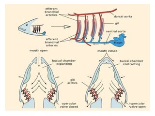 Dogfish Shark Respiratory System