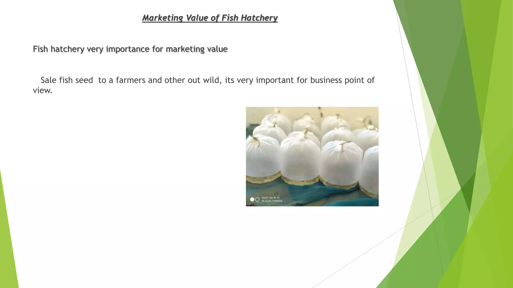 fish hatchery | PPTX