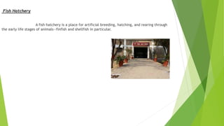 fish hatchery | PPTX