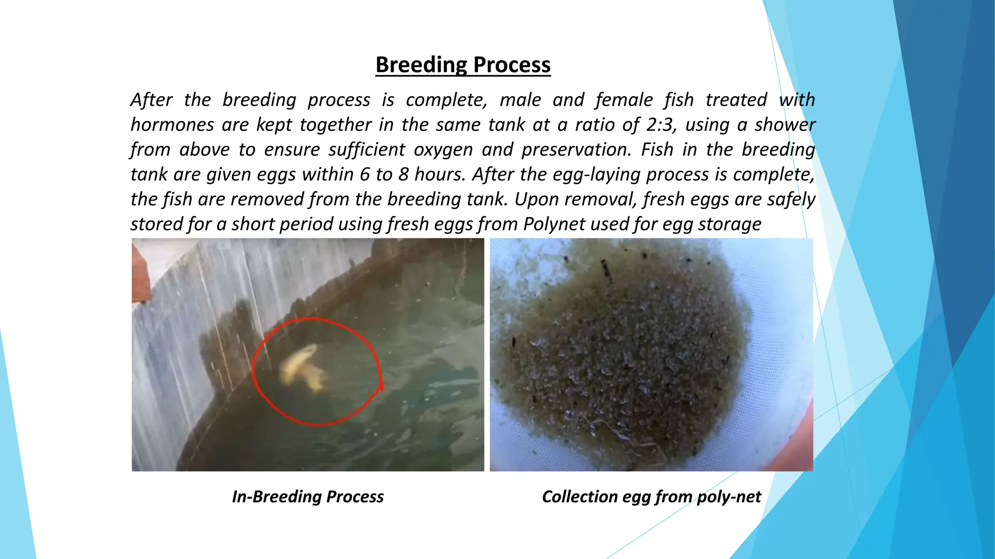 Fish hatchery Presentation template.pptx