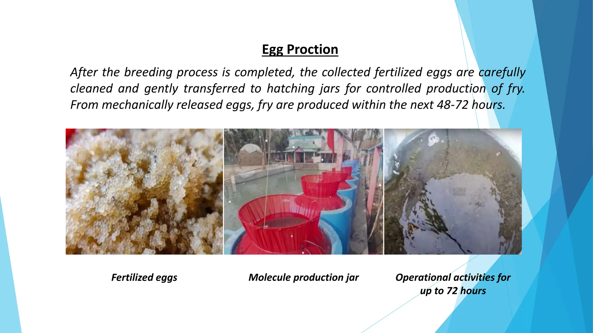 Fish hatchery Presentation template.pptx