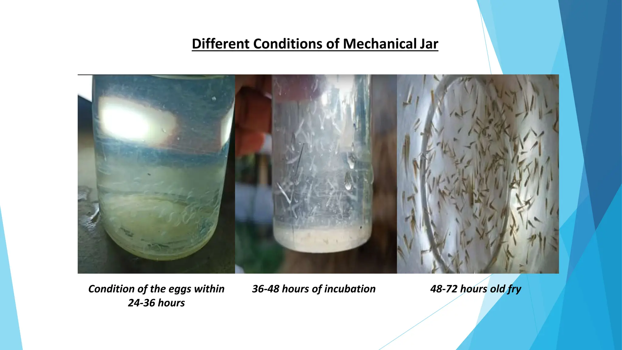Fish hatchery Presentation template.pptx