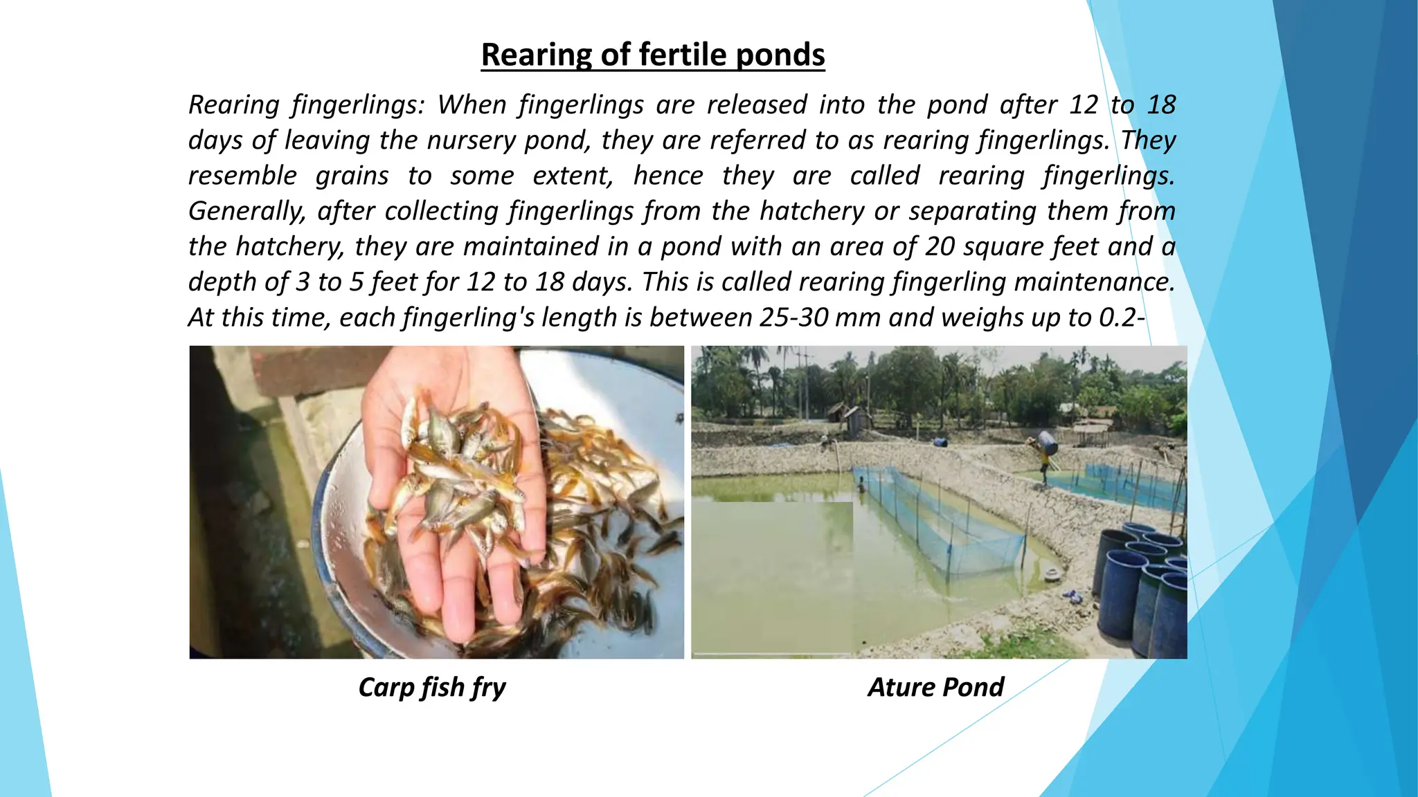 Fish hatchery Presentation template.pptx