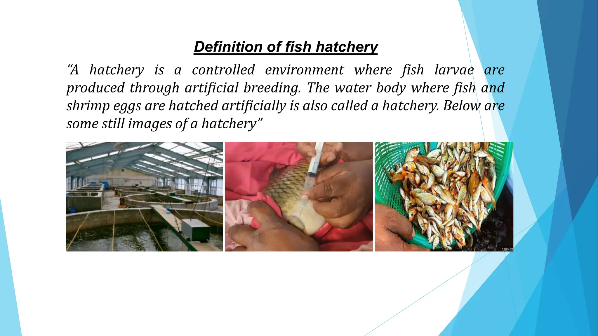 Fish hatchery Presentation template.pptx