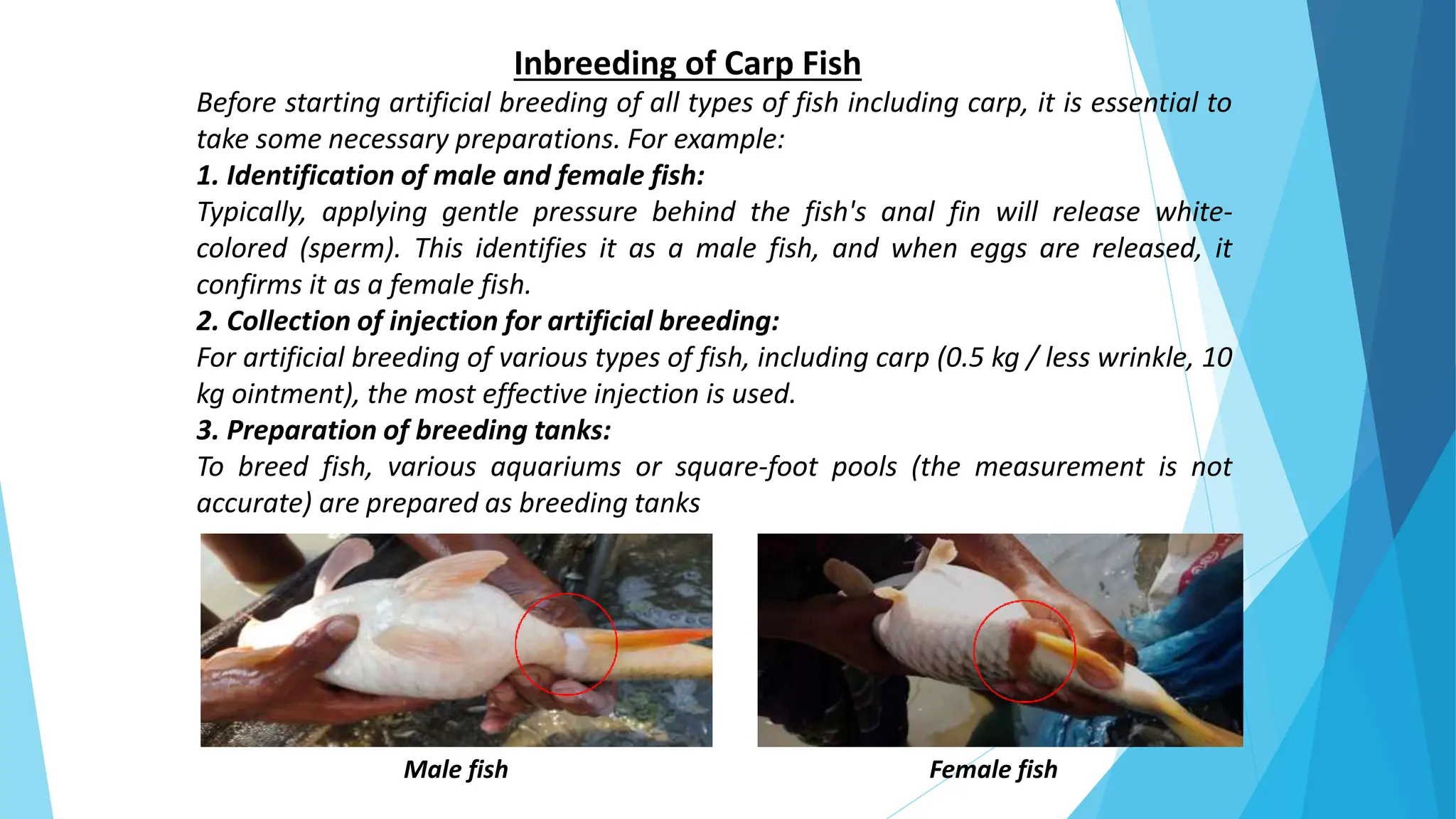 Fish hatchery Presentation template.pptx