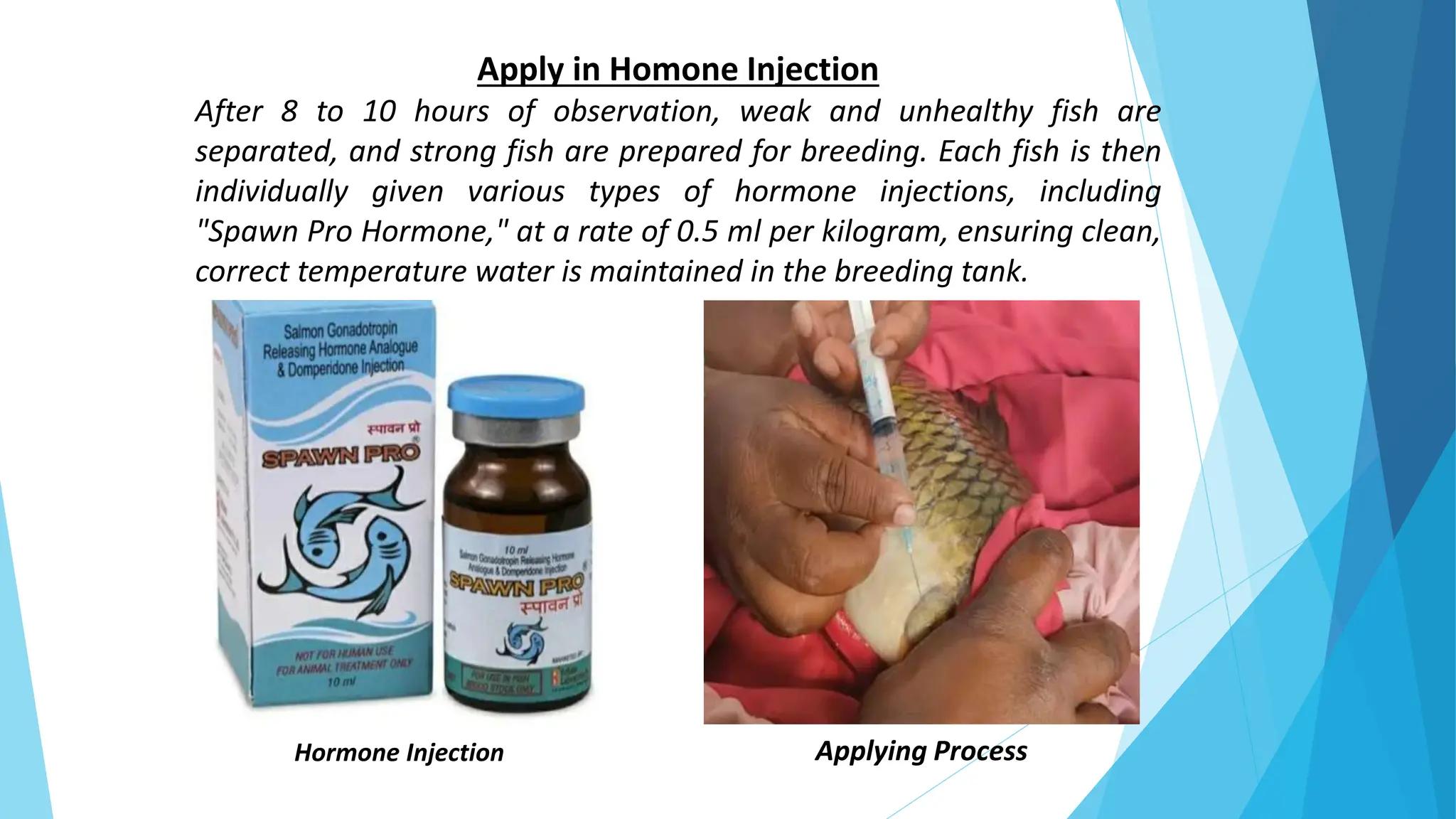 Fish hatchery Presentation template.pptx