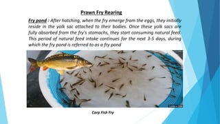 Fish hatchery Presentation template.pptx