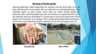 Fish hatchery Presentation template.pptx