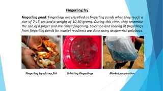 Fish hatchery Presentation template.pptx