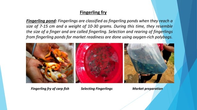 Fish hatchery Presentation template.pptx