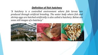Fish hatchery Presentation template.pptx