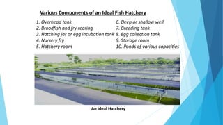 Fish hatchery Presentation template.pptx
