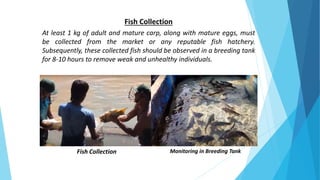 Fish hatchery Presentation template.pptx