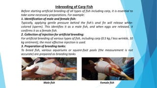 Fish hatchery Presentation template.pptx